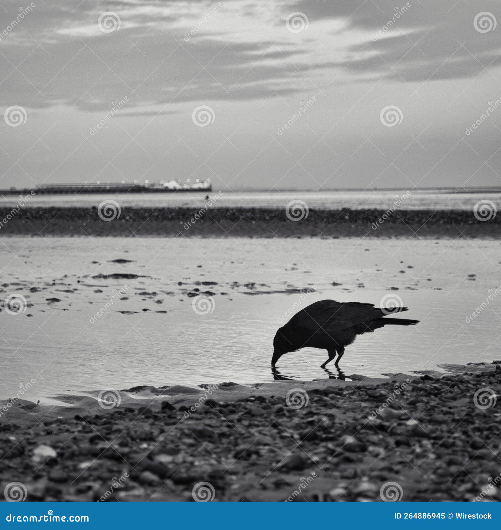 Grayscale Shot of a Common Raven on the Beach at Sunset in Ryde, Isle ...