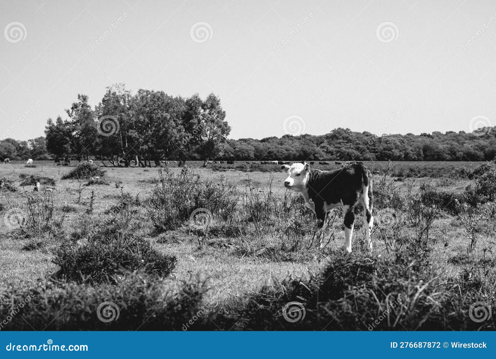 Grayscale Shot of a Cow Grazing in a Meadow Surrounded by Trees and ...