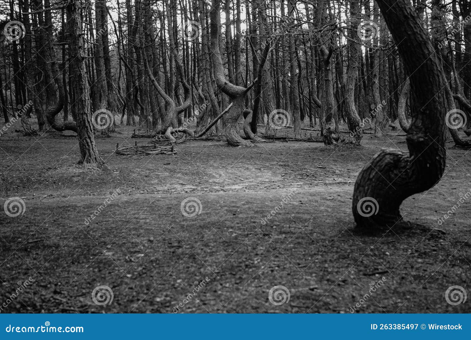 Grayscale Shot of Crooked Dry Trees in the Baltic Forest Stock Image ...