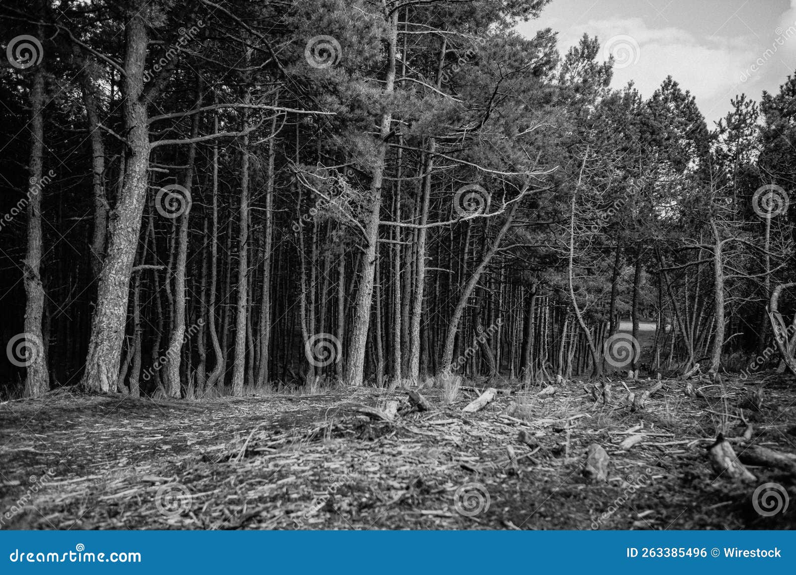 Grayscale Shot of Crooked Trees in the Baltic Forest Stock Photo ...