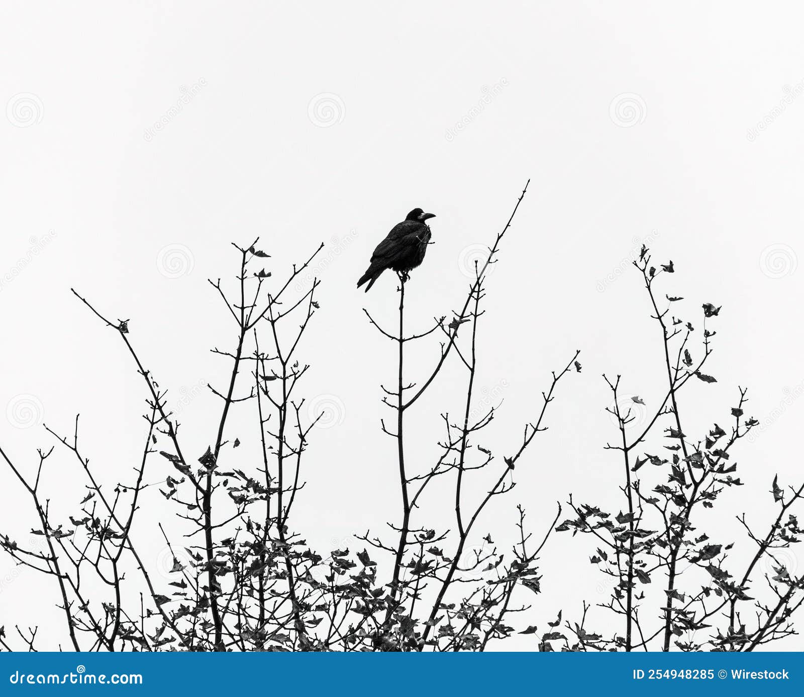 Grayscale Shot of a Crow on the Edge of a Tree Branch Stock Image ...