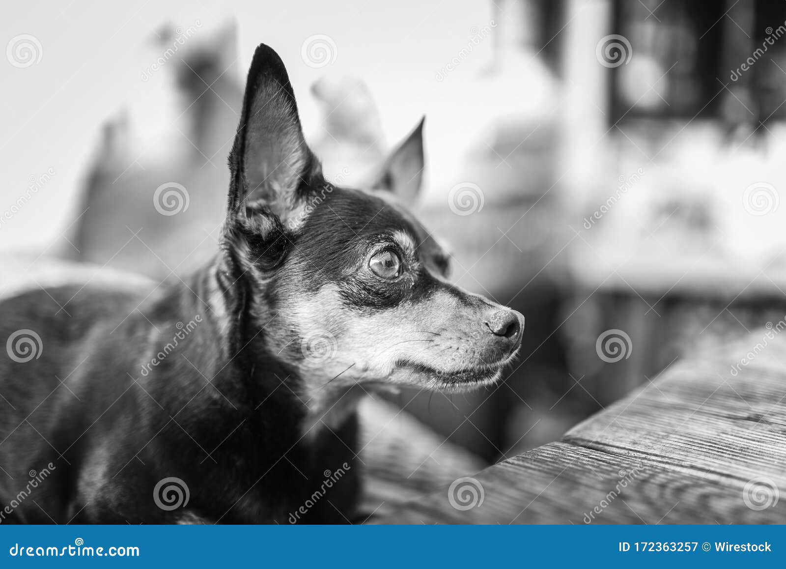 Grayscale Shot of a Cute Dog with Its Ears Up Stock Image - Image of ...