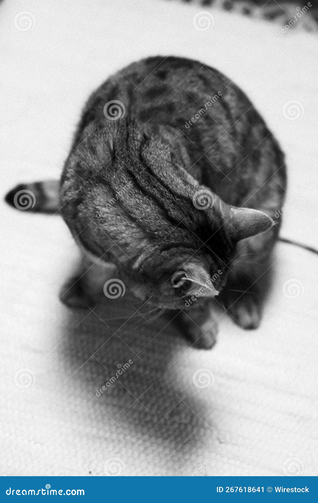 Grayscale Shot of a Cute Tabby Cat Stock Image - Image of tabby ...