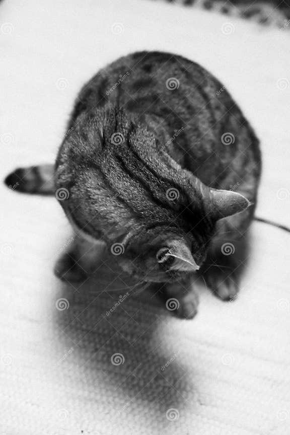 Grayscale Shot of a Cute Tabby Cat Stock Image - Image of tabby ...