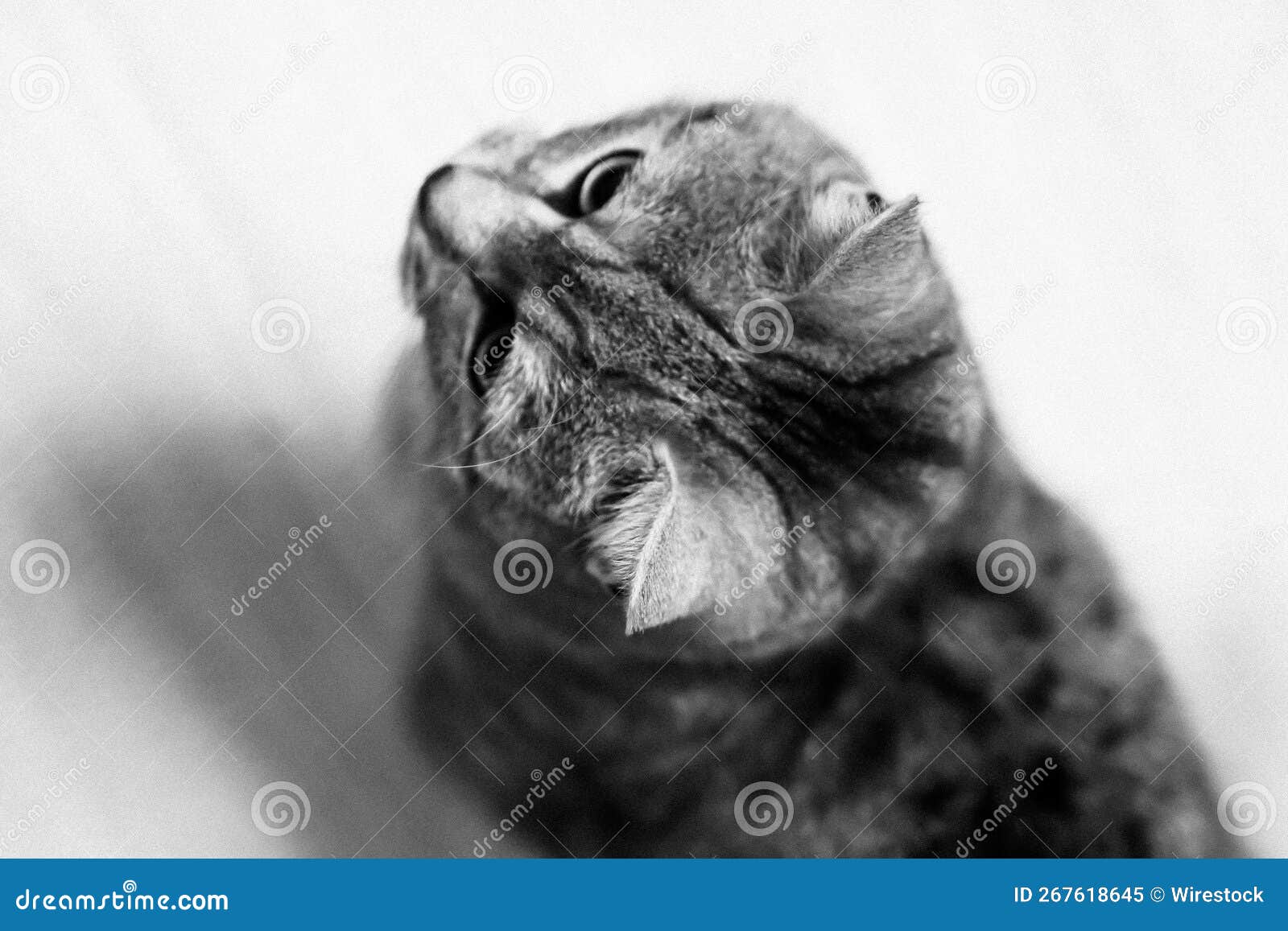 Grayscale Shot of a Cute Tabby Cat Stock Image - Image of animal, furry ...
