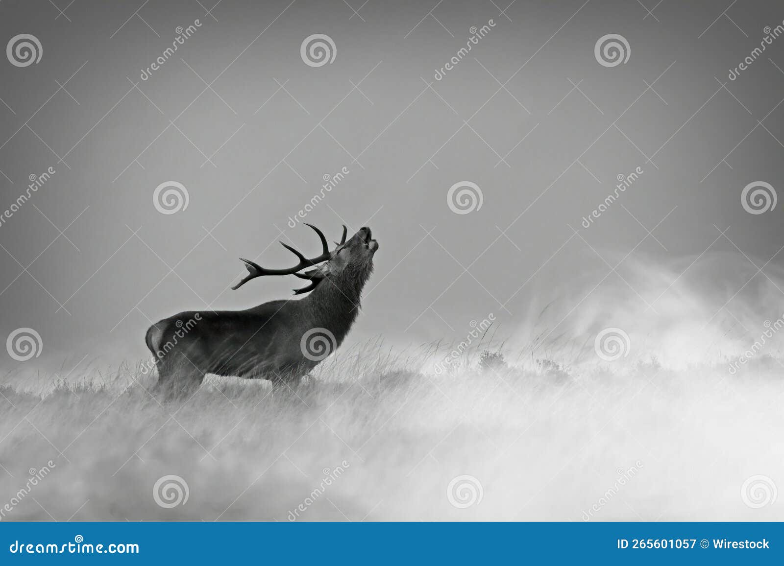 Grayscale Shot of a Deer in a Dramatic Setting with Fog Stock Image ...