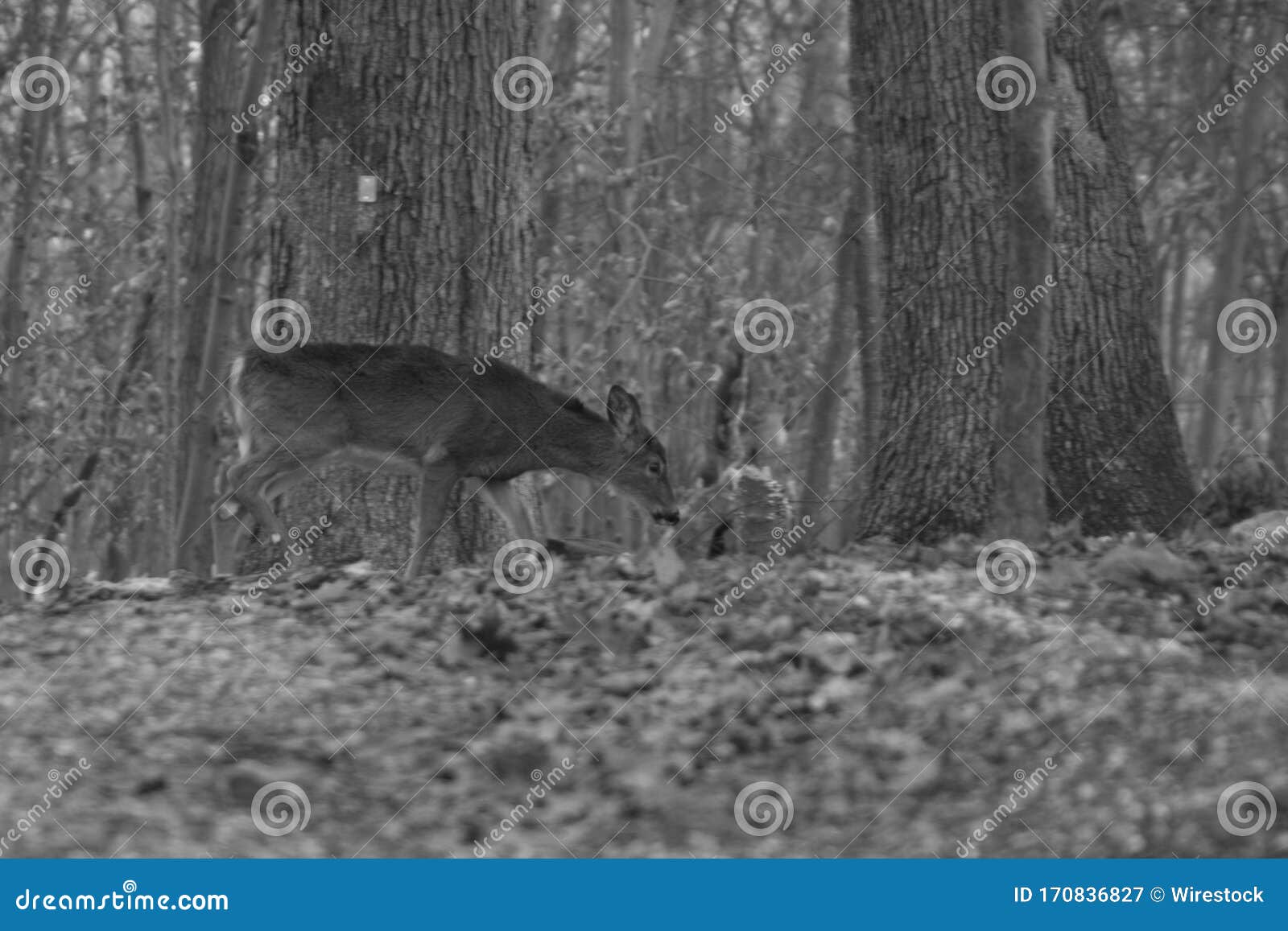Grayscale Shot of a Deer in the Middle of the Forest Full of Trees ...