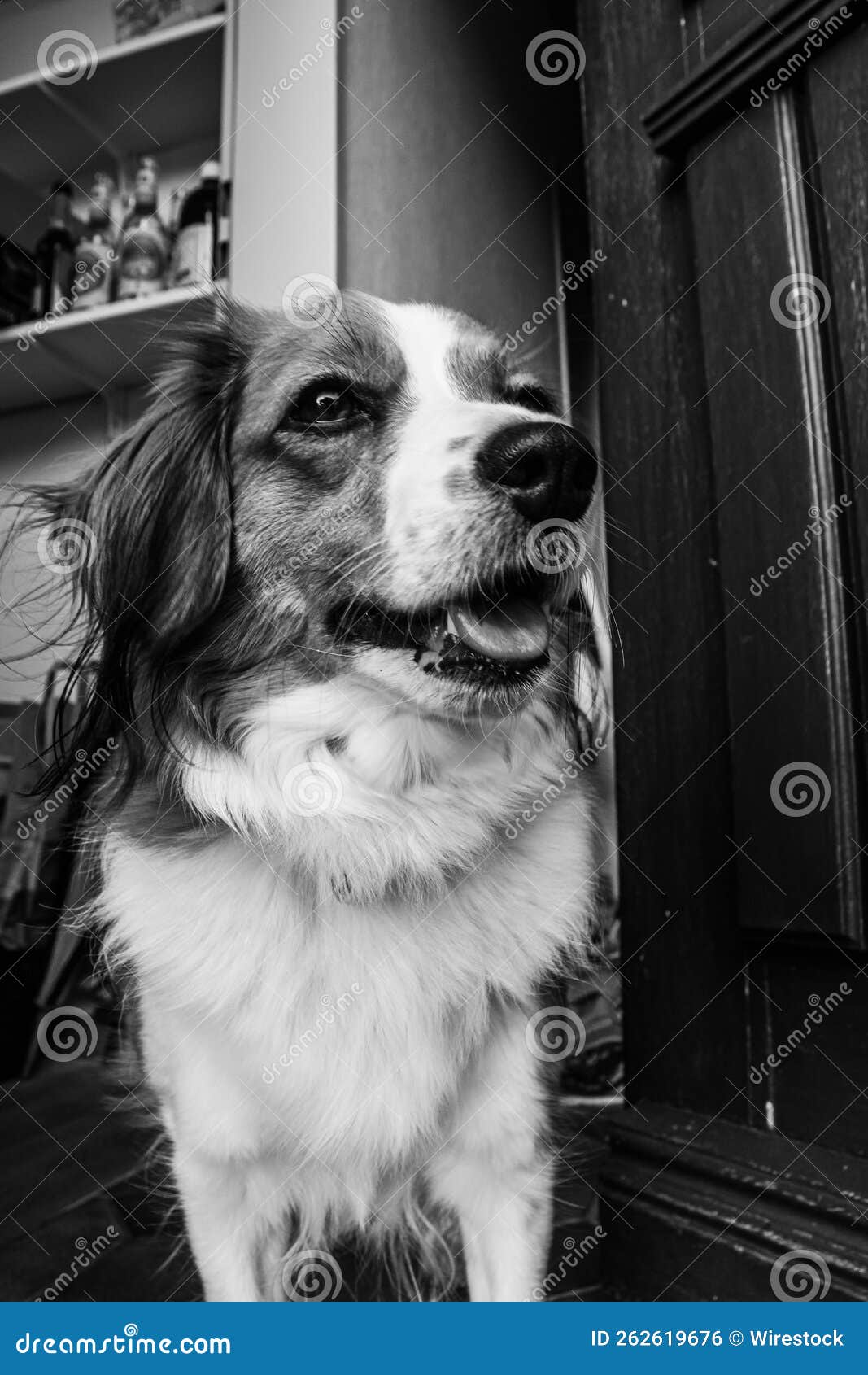 Grayscale Shot of Domestic Dog at Home Stock Photo - Image of wildlife ...