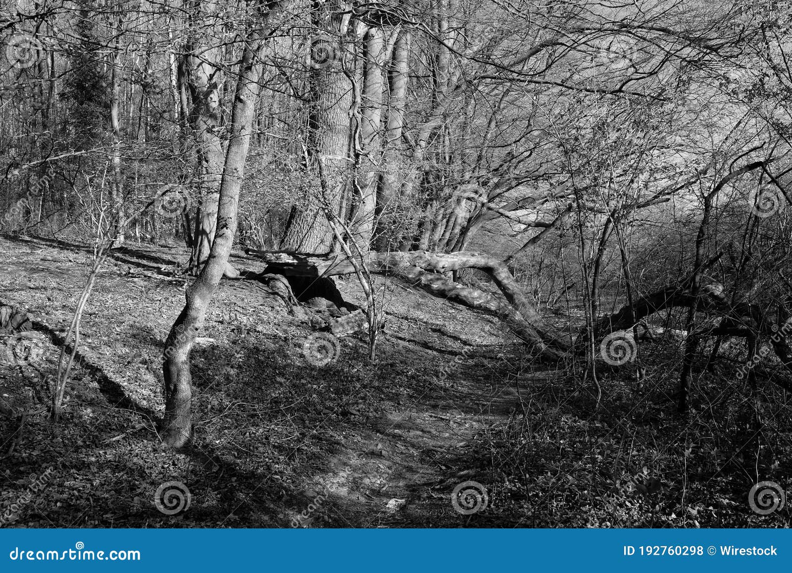 Grayscale Shot of the Dry Big Trees in the Forest Stock Photo - Image ...