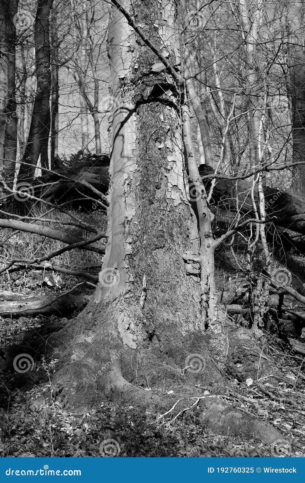 Grayscale Shot of the Dry Big Trees in the Forest Stock Image - Image ...