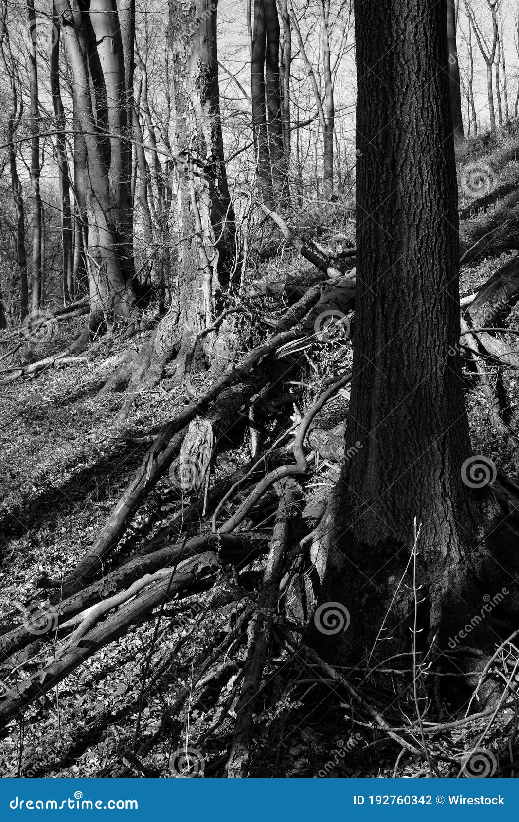 Grayscale Shot of the Dry Big Trees in the Forest Stock Photo - Image ...