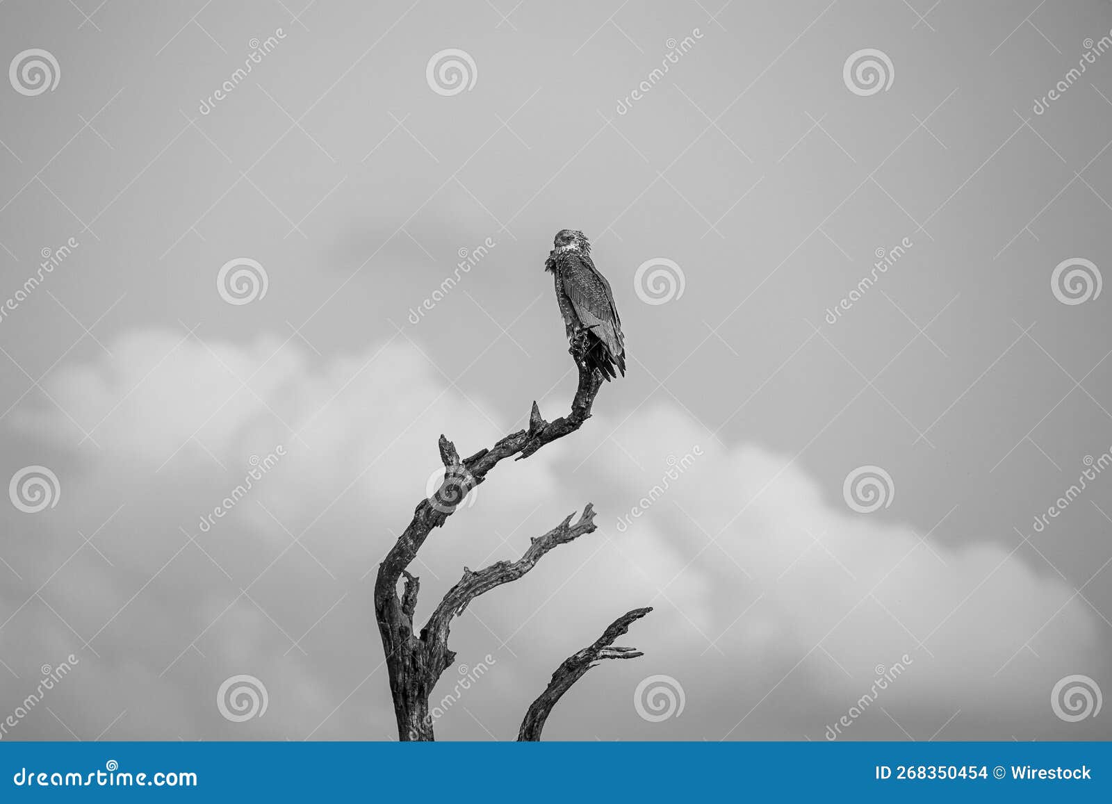 Grayscale Shot of an Eagle Perched on Dead Tree Branches Under the ...