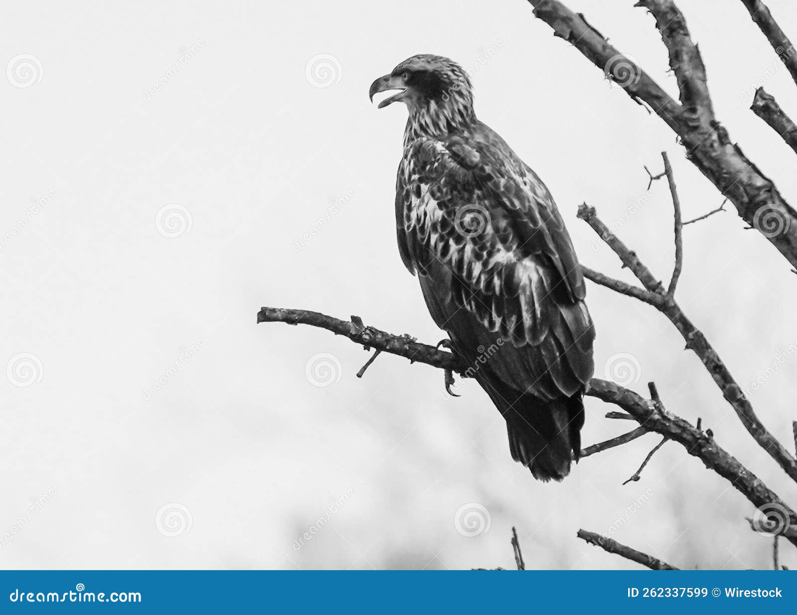 Grayscale Shot of an Eagle Perched on a Tree Branch Stock Image - Image ...