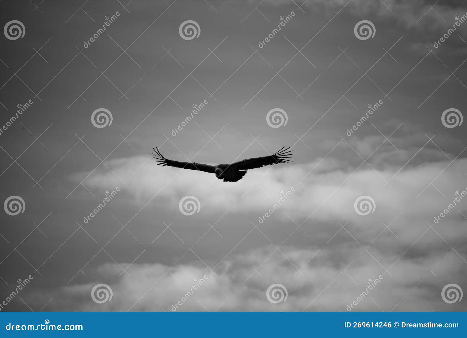 Grayscale Shot of an Eagle Soaring Above the Forest Stock Photo - Image ...