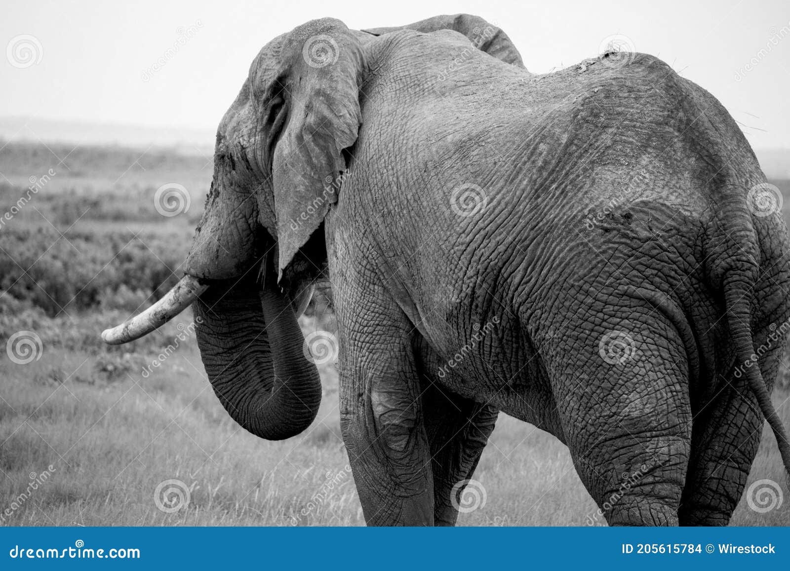 Grayscale Shot of an Elephant Stock Photo - Image of wildlife ...