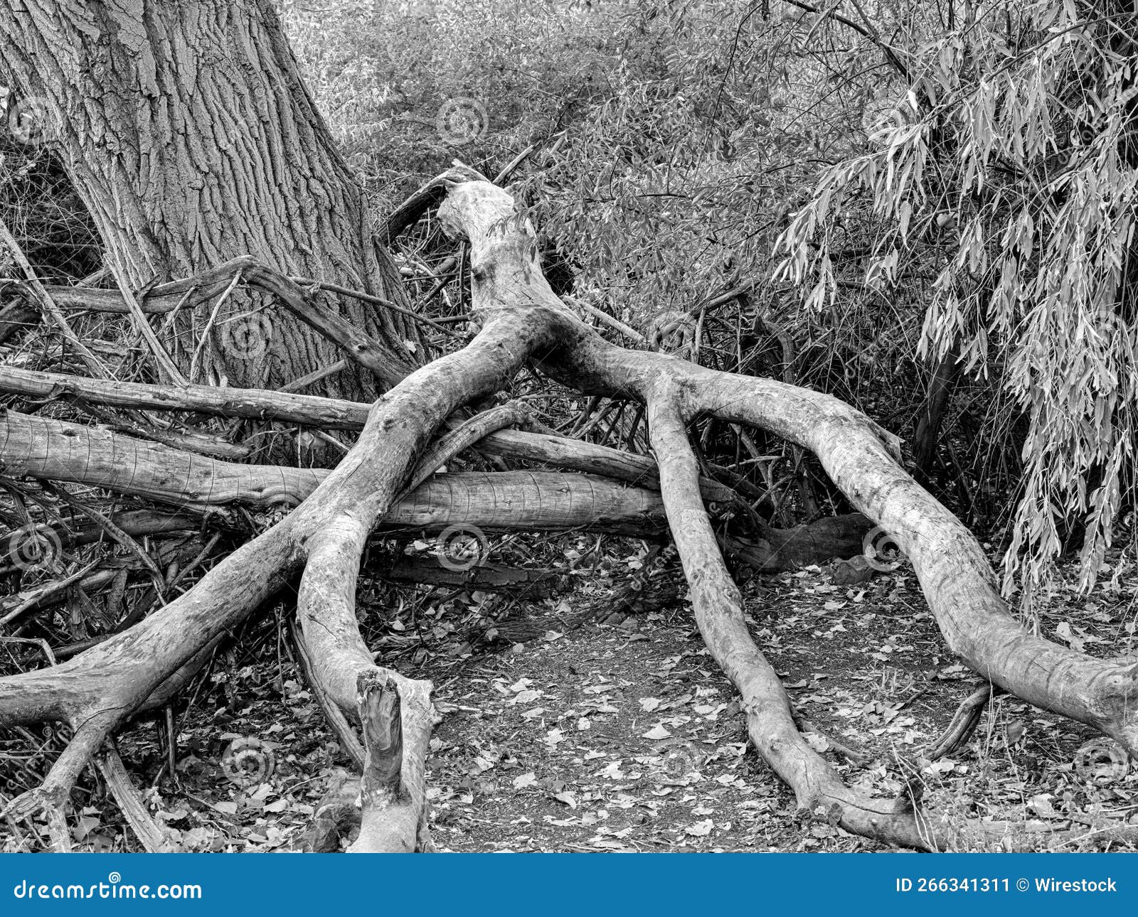 Grayscale Shot of a Fallen Tree Roots in a Forest Stock Image - Image ...