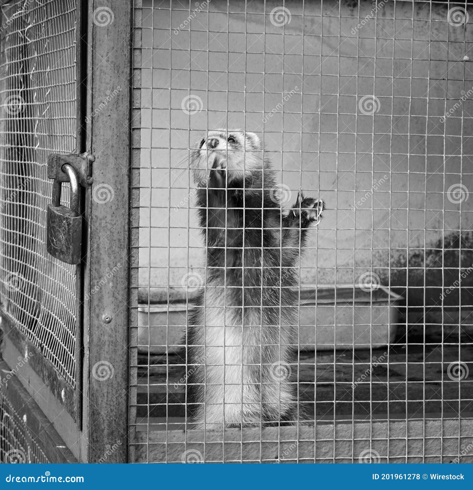 Grayscale Shot of a Ferret Climbing in a Cage Stock Photo - Image of ...