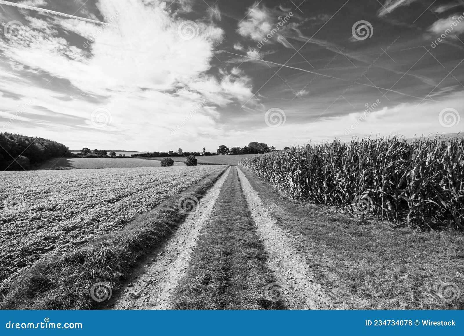 Grayscale Shot of a Field with a Pathway Stock Photo - Image of field ...