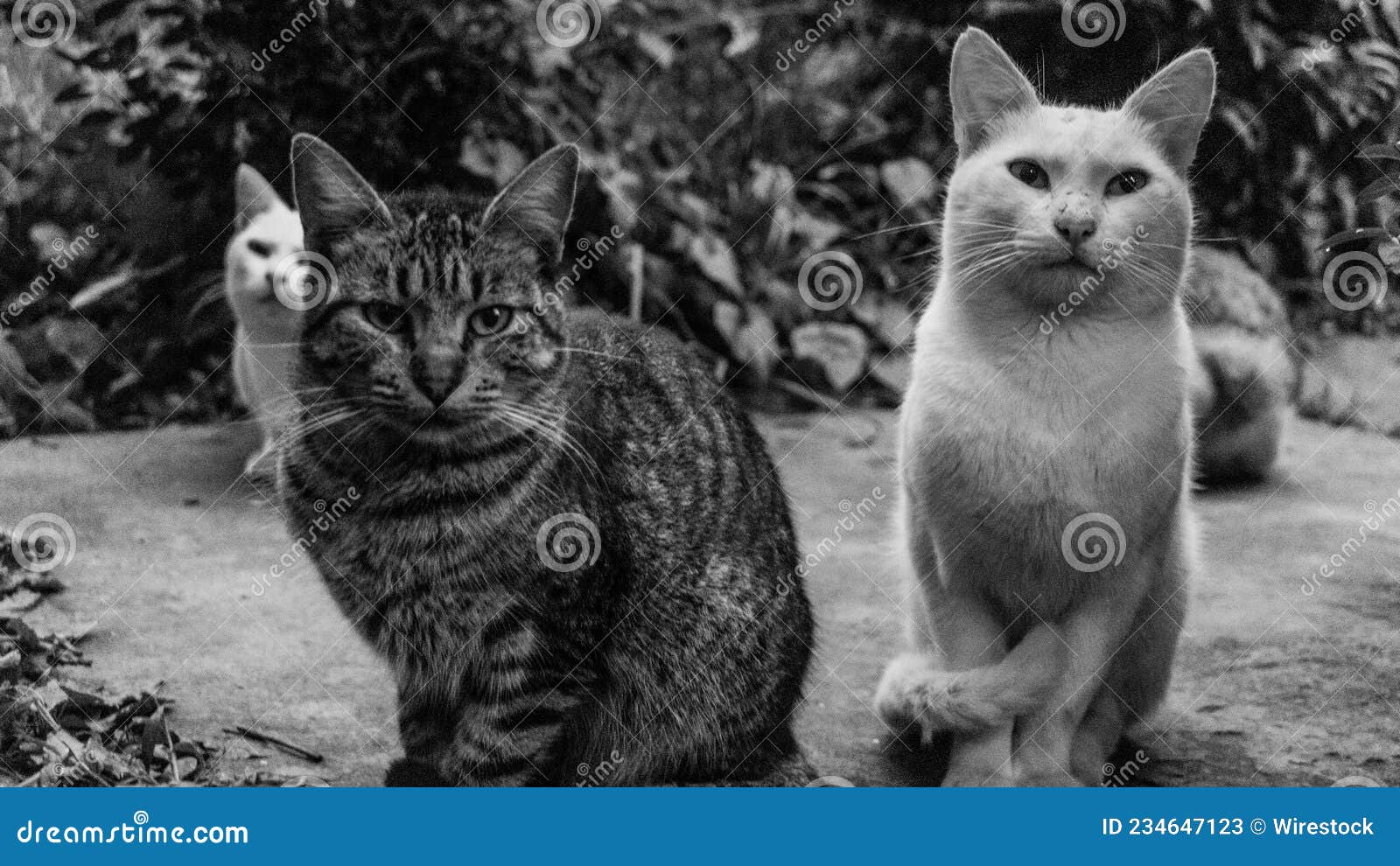 Grayscale Shot of a Group of Cats in a Park Stock Image - Image of ...