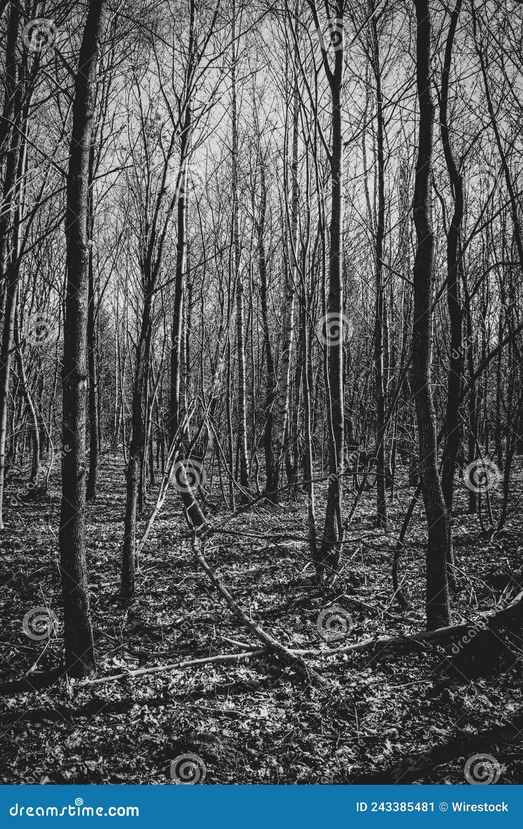 Grayscale Shot of High Tall Trees in a Forest Stock Image - Image of ...