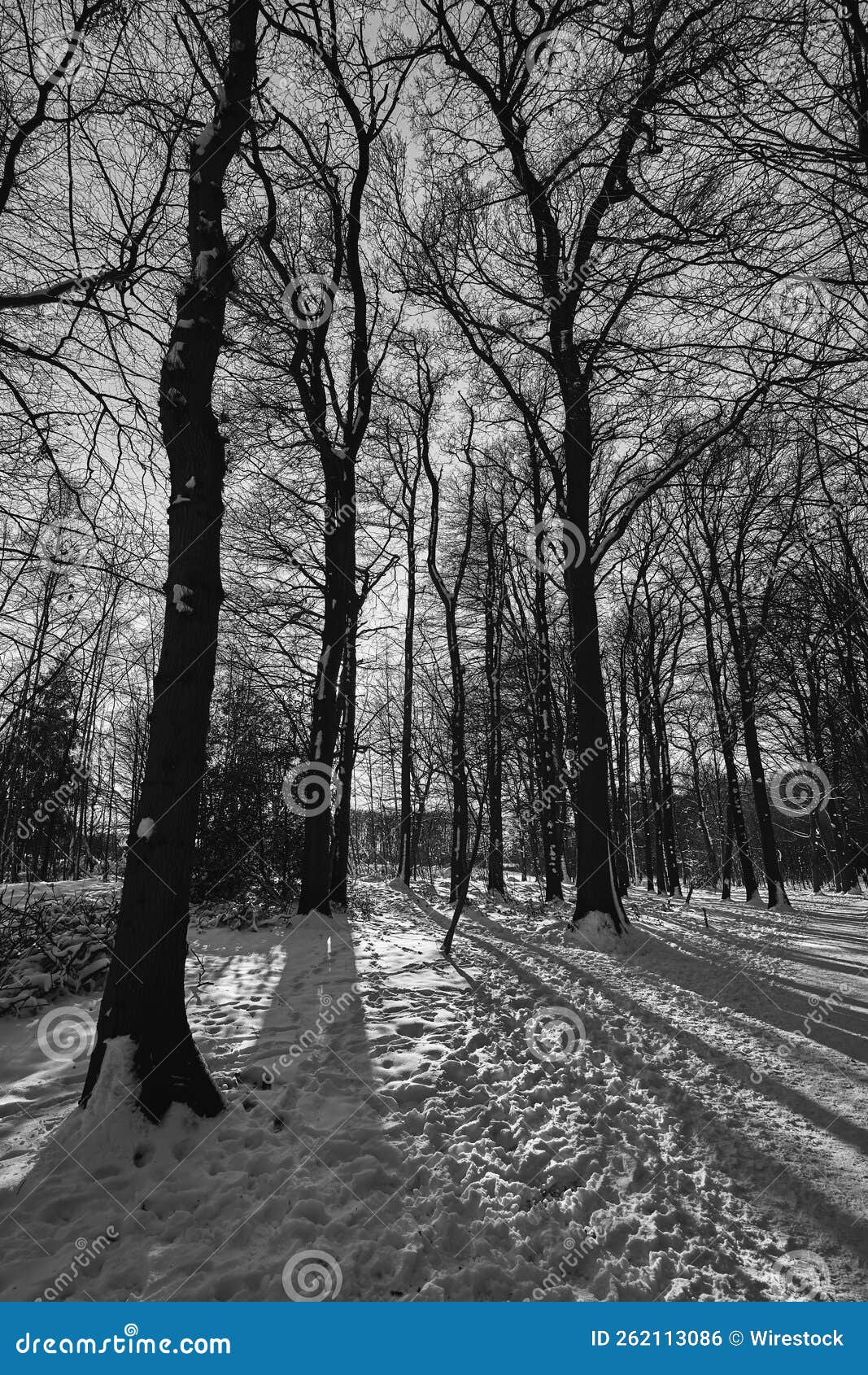 Grayscale Shot of High Trees in Snowy Woods Stock Photo - Image of ...