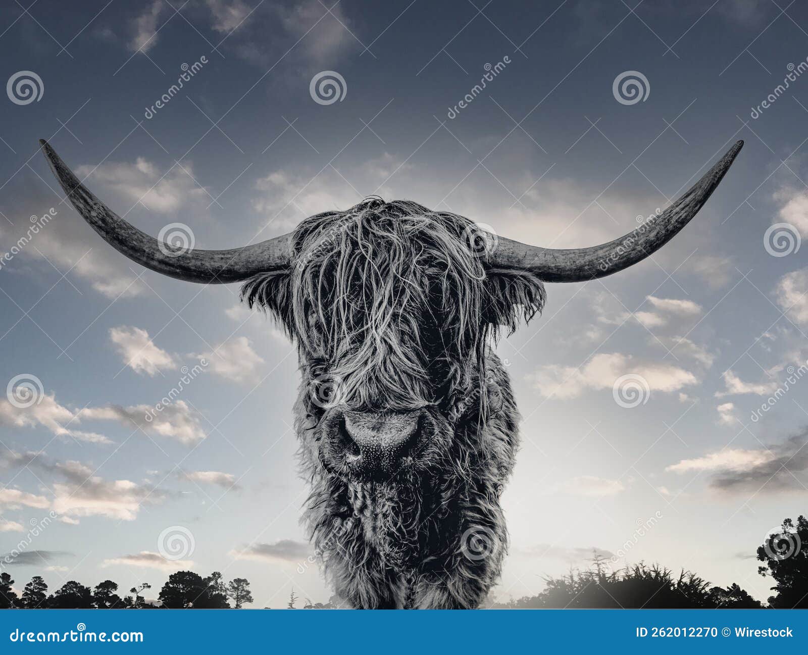 Grayscale Shot of a Highland Cattle with a Background of Cloudy Sky ...