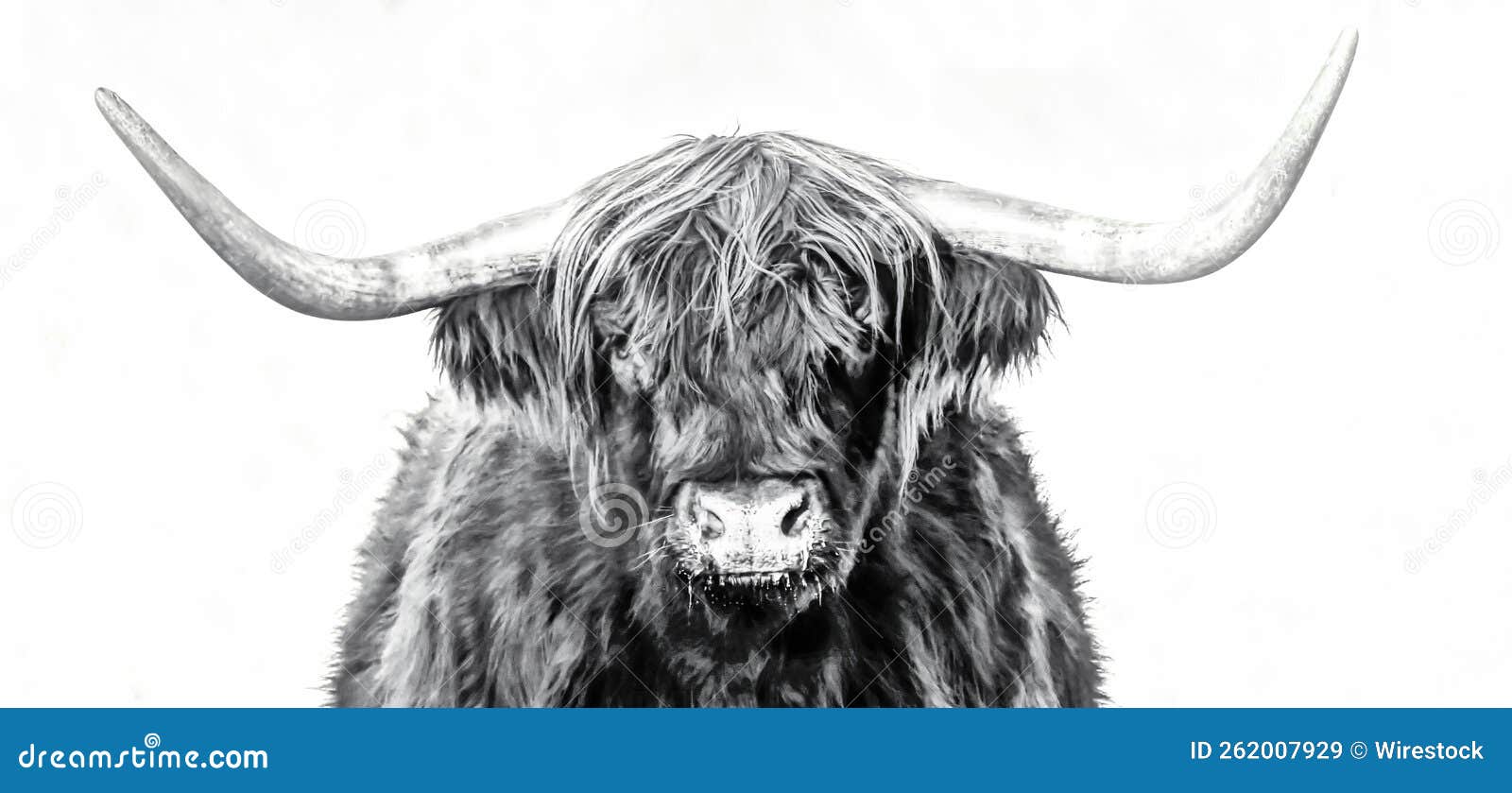 Grayscale Shot of a Highland Cattle Isolated on the White Background ...