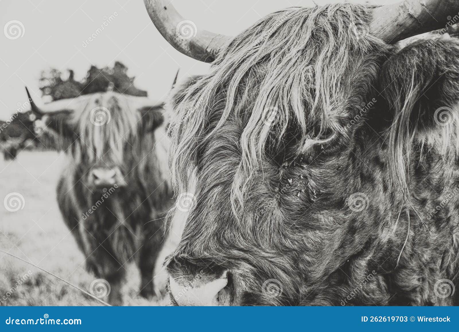 Grayscale Shot of the Highland Cows Stock Image - Image of farm ...
