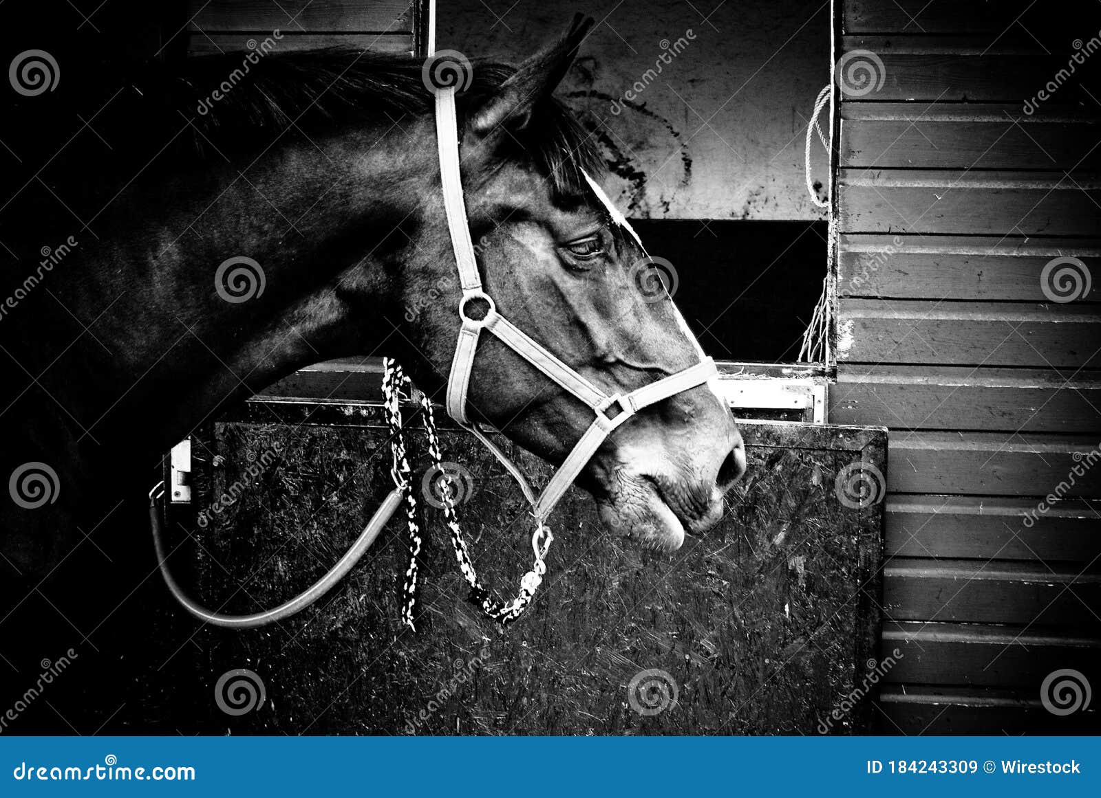 Grayscale Shot of a Horse in a Farm during Daytime Stock Image - Image ...
