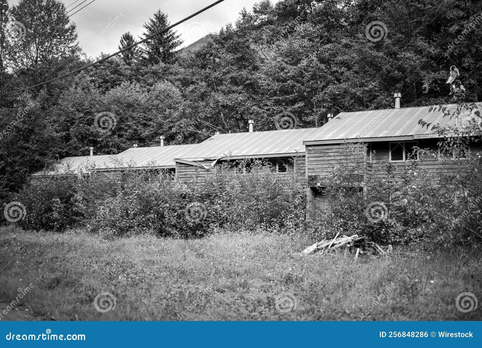 Grayscale Shot of Huts Hidden in the Lush Nature Stock Photo - Image of ...