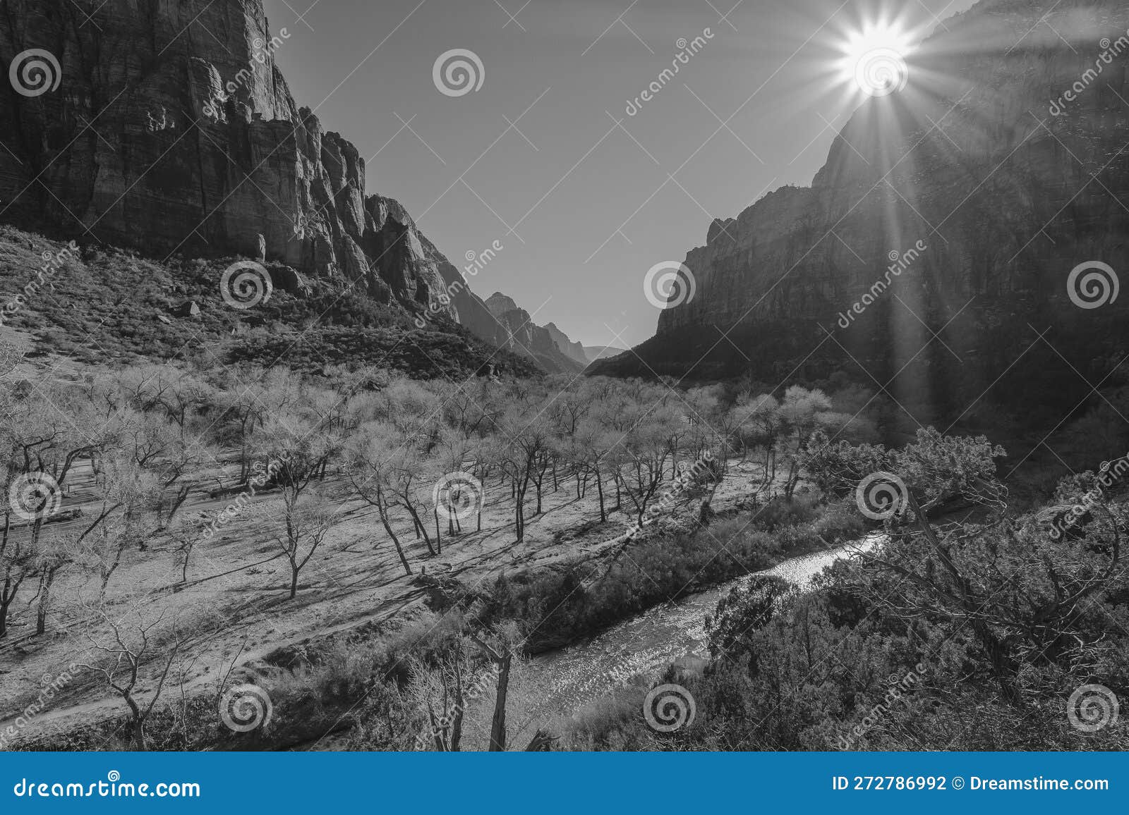 Grayscale Shot of a Landscape View of the Field with Many Trees at the ...
