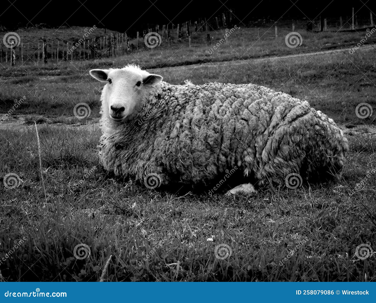 Grayscale Shot of a Large Fluffy Sheep on a Rural Field Stock Photo ...