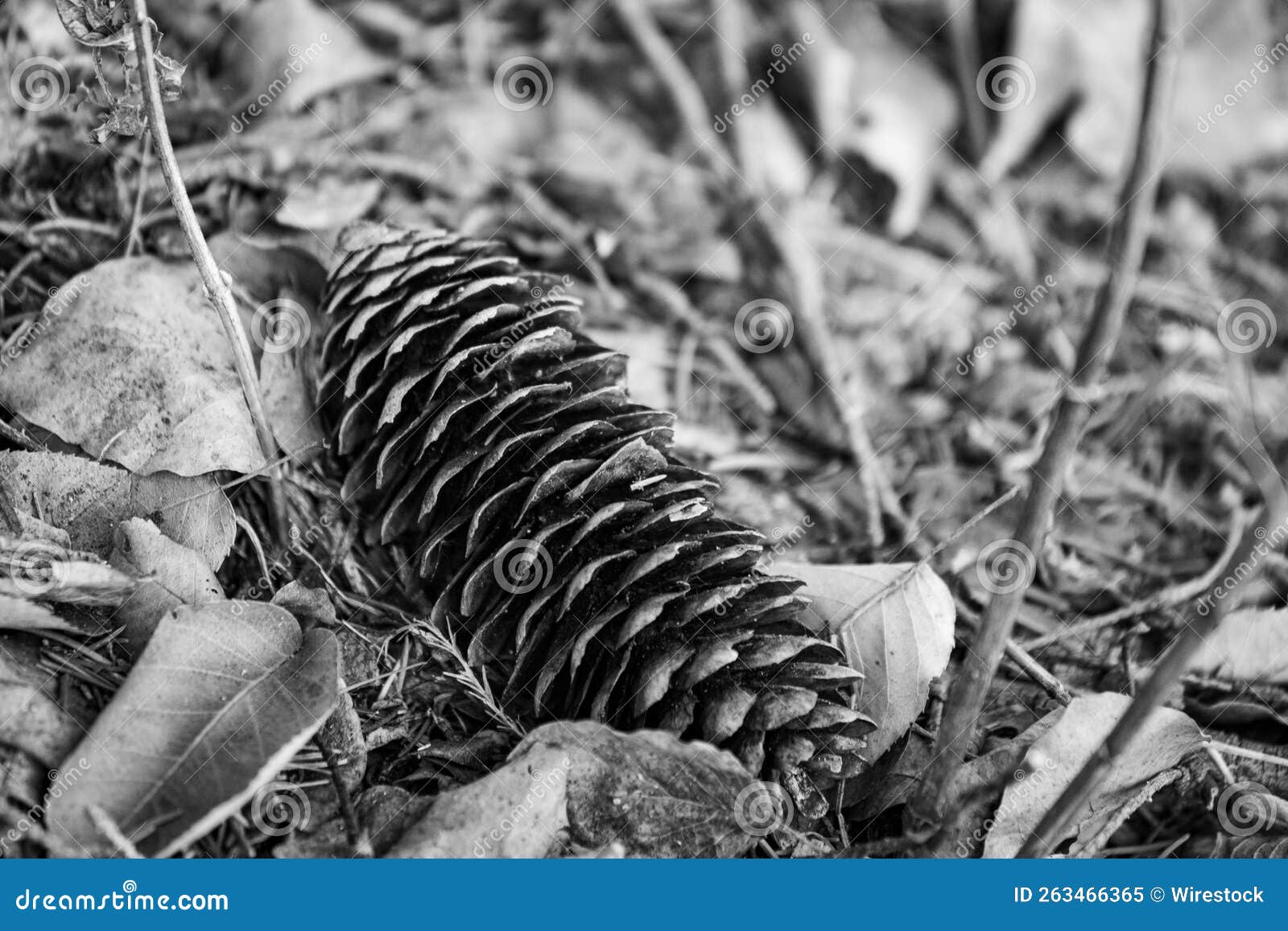 Grayscale Shot of Leaves and Spruce Cone on the Ground Stock Image ...