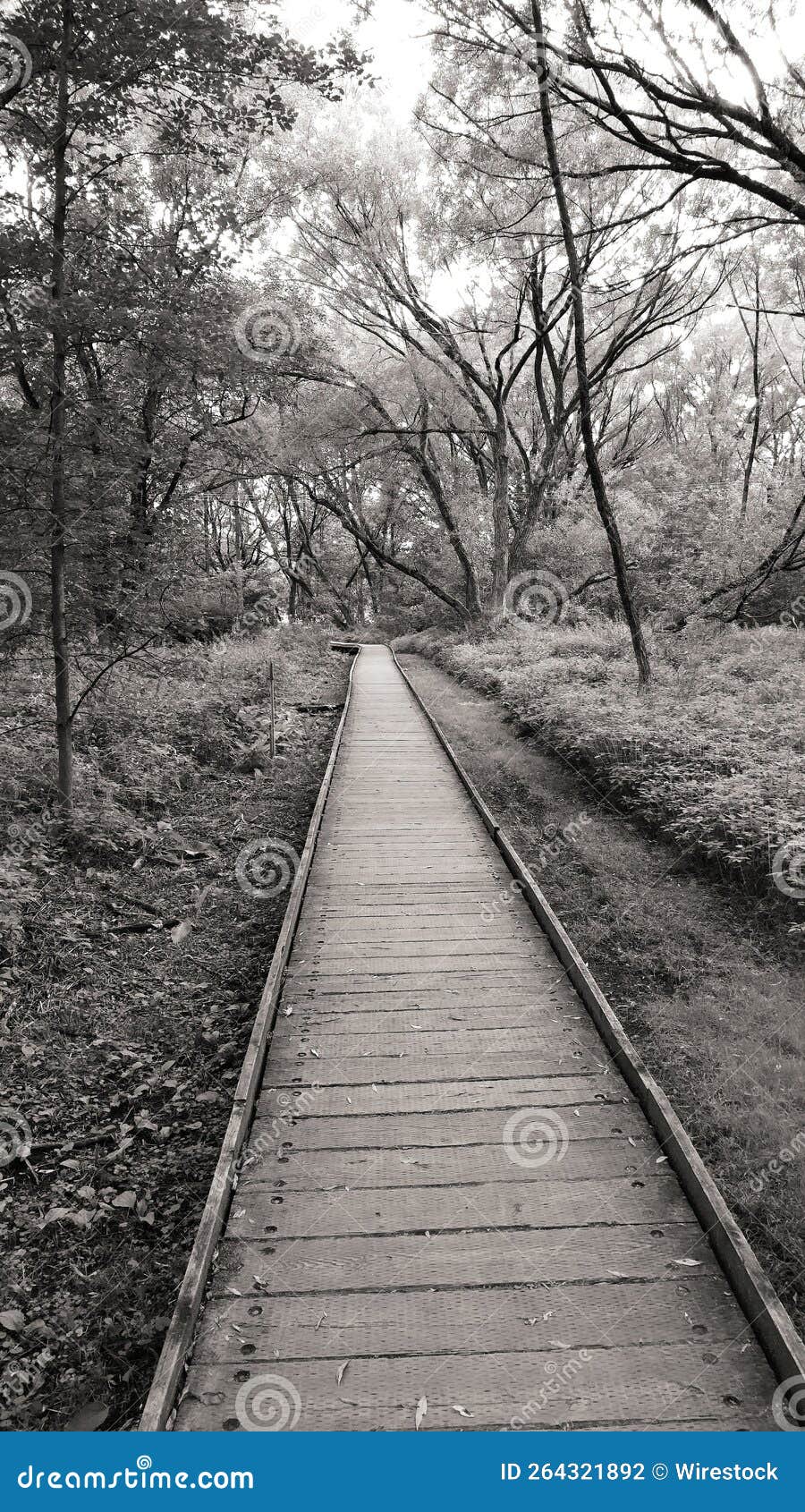 Grayscale Shot of Long Walkway through a Forest Stock Photo - Image of ...