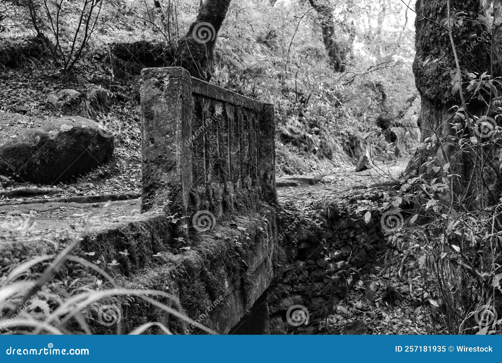 Grayscale Shot of an Old Bridge in a Forest Surrounded by Rocks and ...