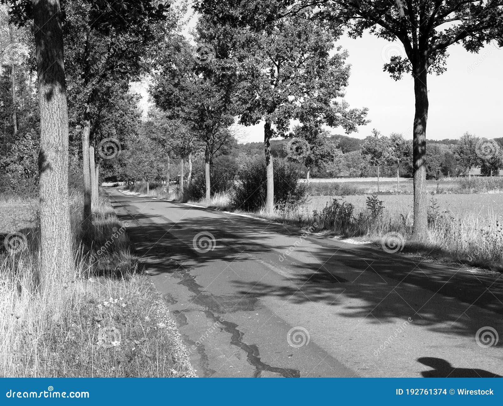 Grayscale Shot of a Pathway Surrounded by Trees and Bushes at Daytime ...