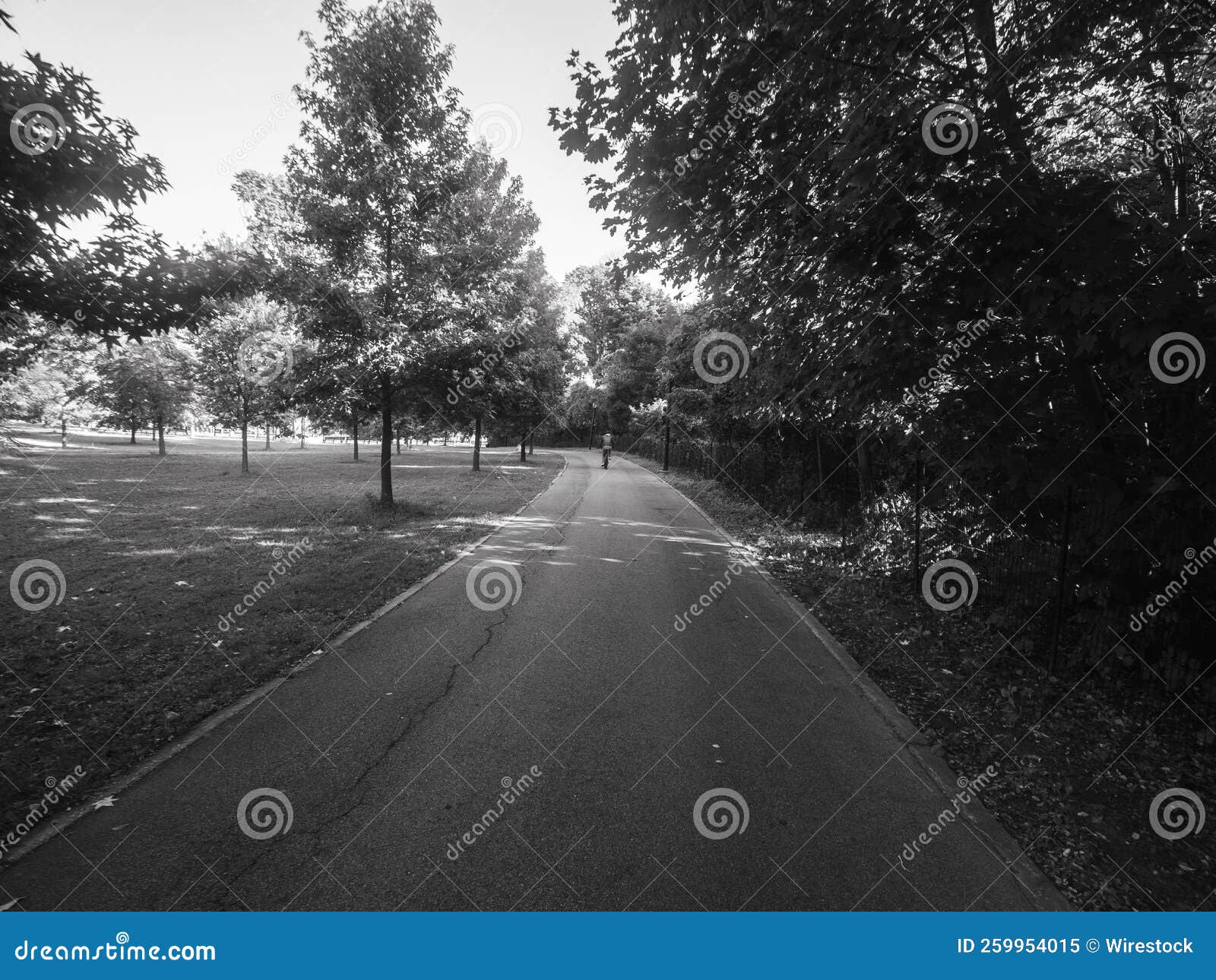 Grayscale Shot of Pathway between Trees and Grass Landscapes in a Park ...