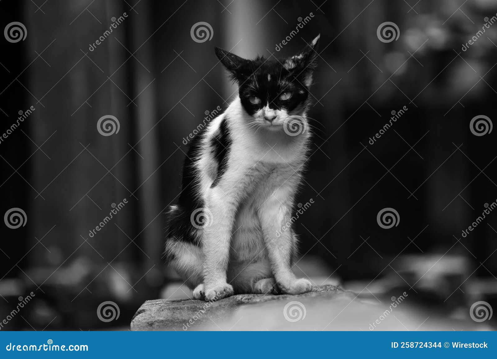 Grayscale Shot of a Poor Street Cat Stock Photo - Image of funny ...