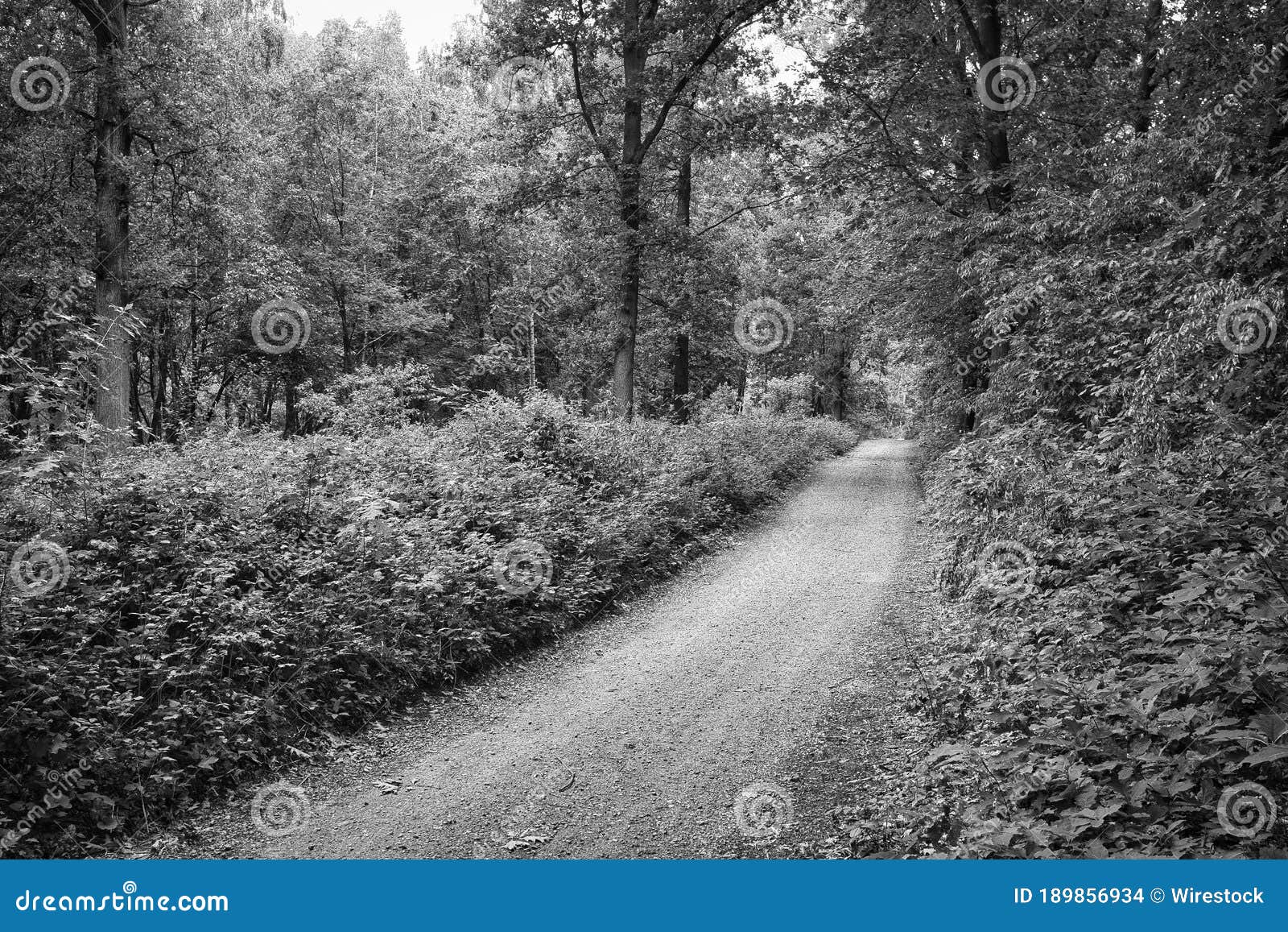Grayscale Shot of a Road Surrounded by Trees and Bushes Stock Photo ...