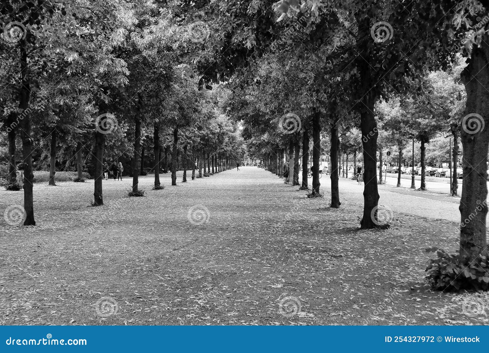 Rows Of Elm Trees And Knotted Willows In Between Meadows In The Flemish ...