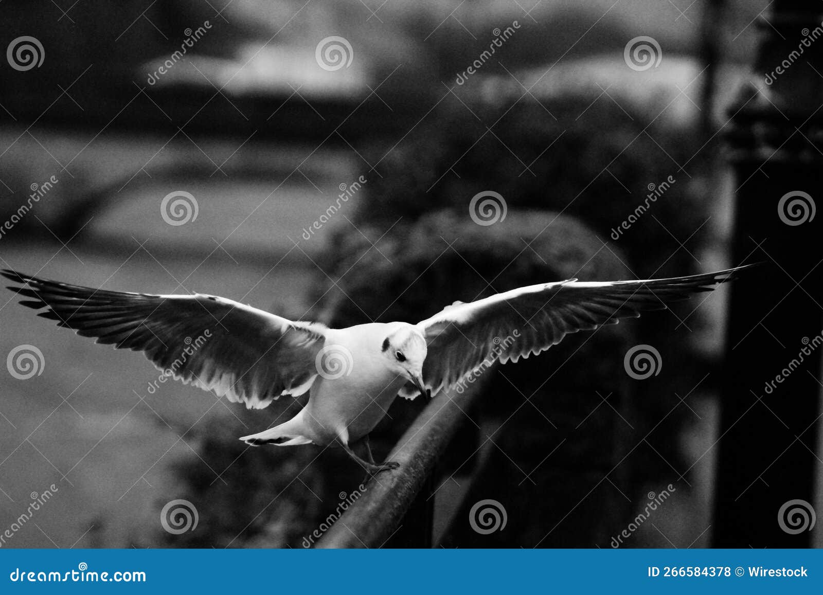 Grayscale Shot of a Seagull with Its Arms Spread Stock Photo - Image of ...