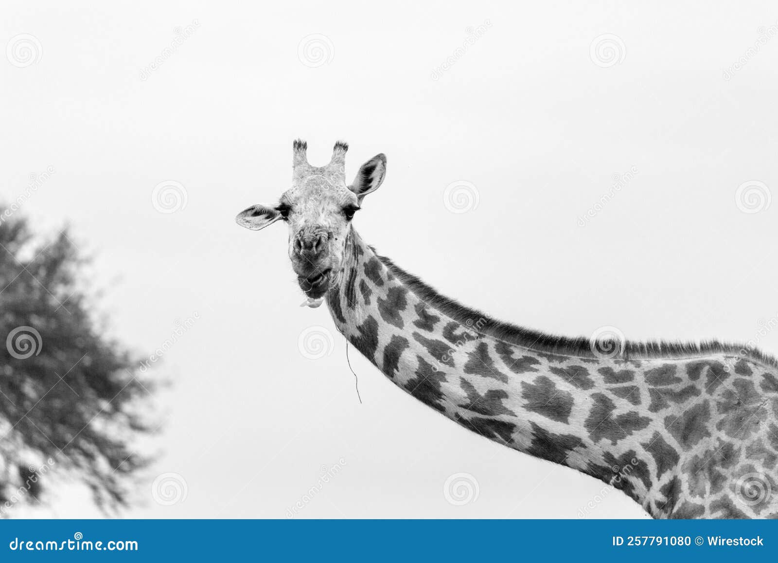 Grayscale Shot of a Side View of a Giraffe Stock Photo - Image of ...