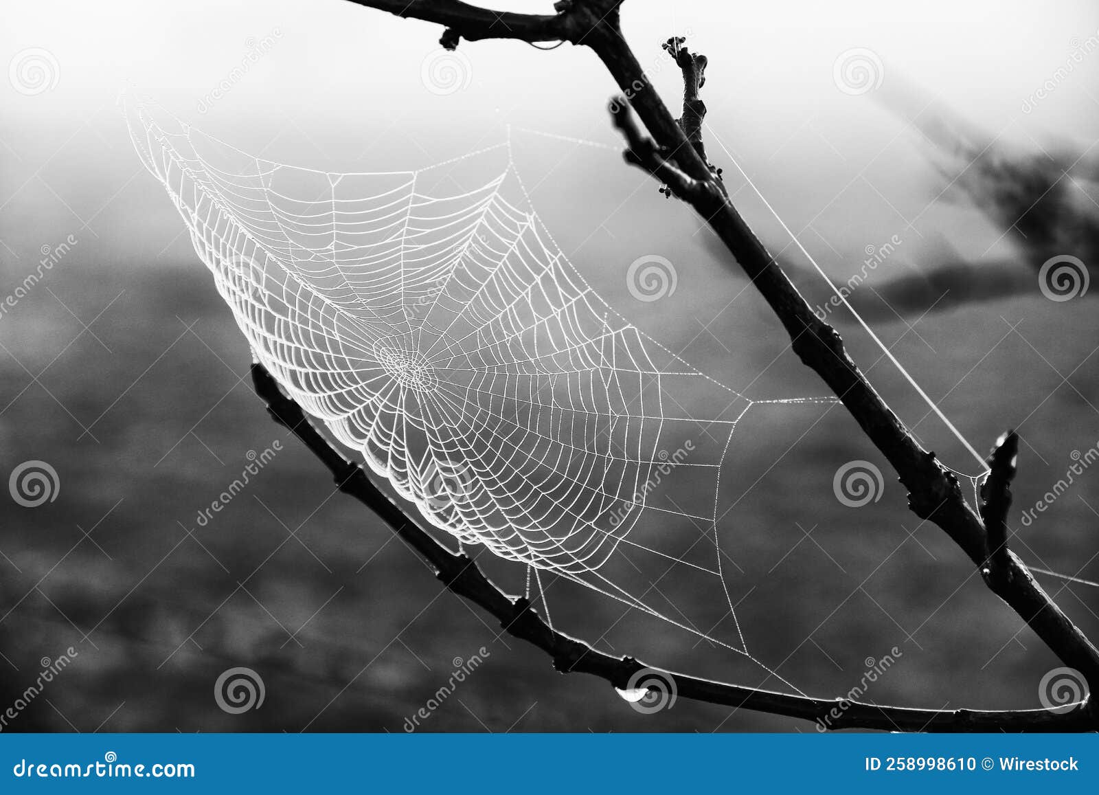 Grayscale Shot of a Spiders Web on a Tree Stock Photo - Image of nature ...