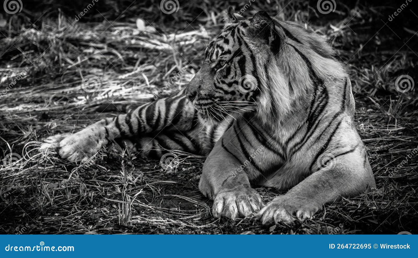 Grayscale Shot of a Sumatran Tiger in the Wild. Stock Image - Image of ...