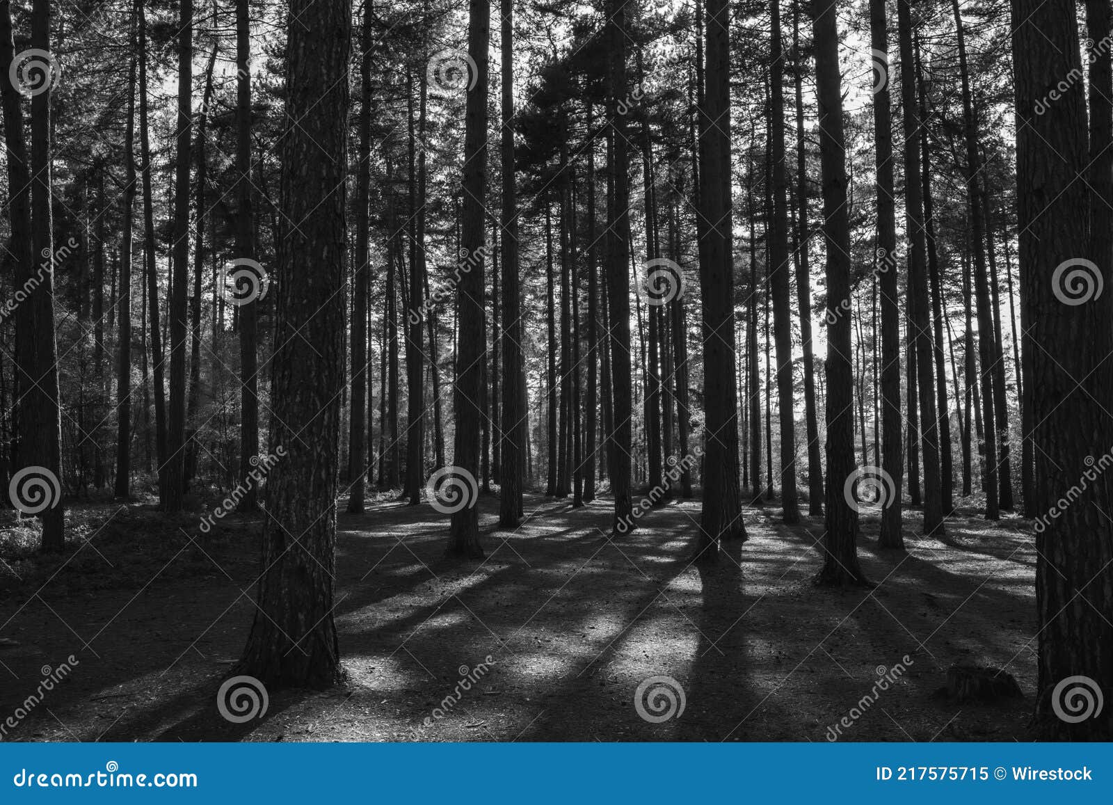 Grayscale Shot of a Sunny Forest Stock Image - Image of park, plants ...