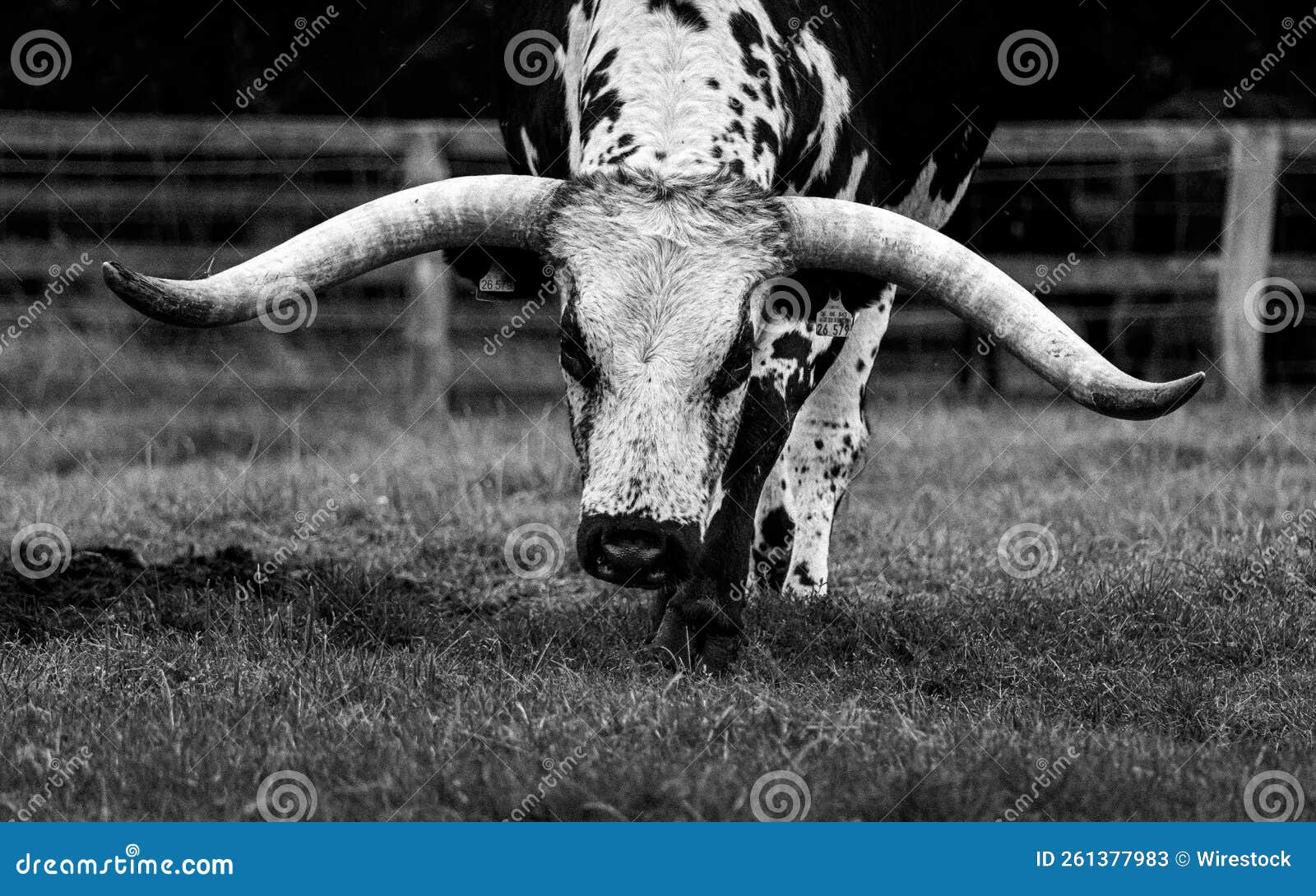 Grayscale Shot of Texas Longhorn Eating from the Grass Stock Image ...