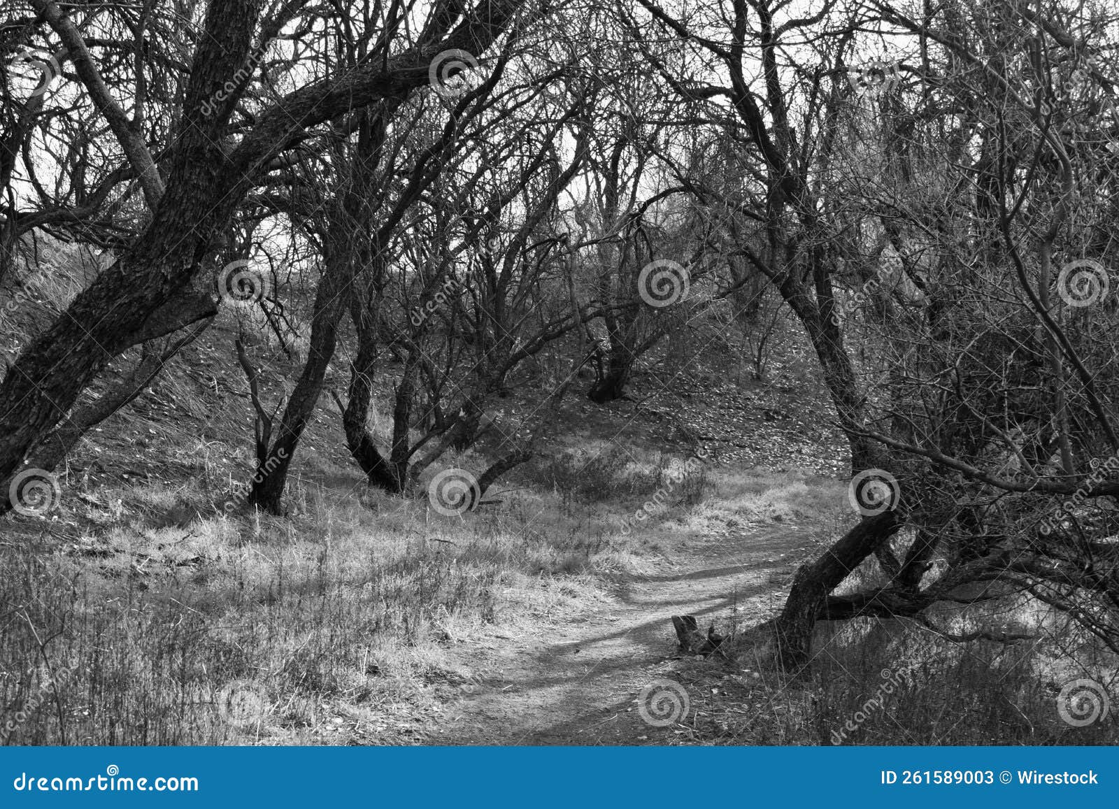 Grayscale Shot of a Trail in the Middle of Trees at a Forest Stock ...