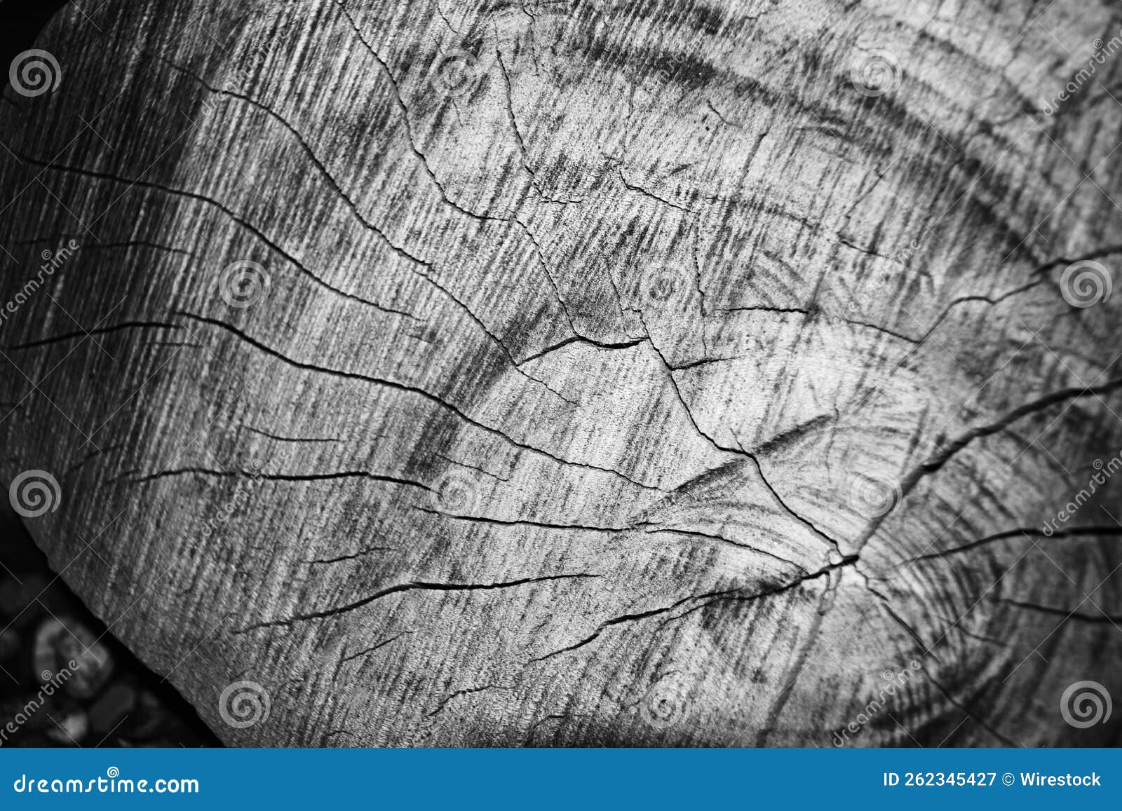 Grayscale Shot of Tree Bark Rings with the Cross-section of a Cut Stump ...
