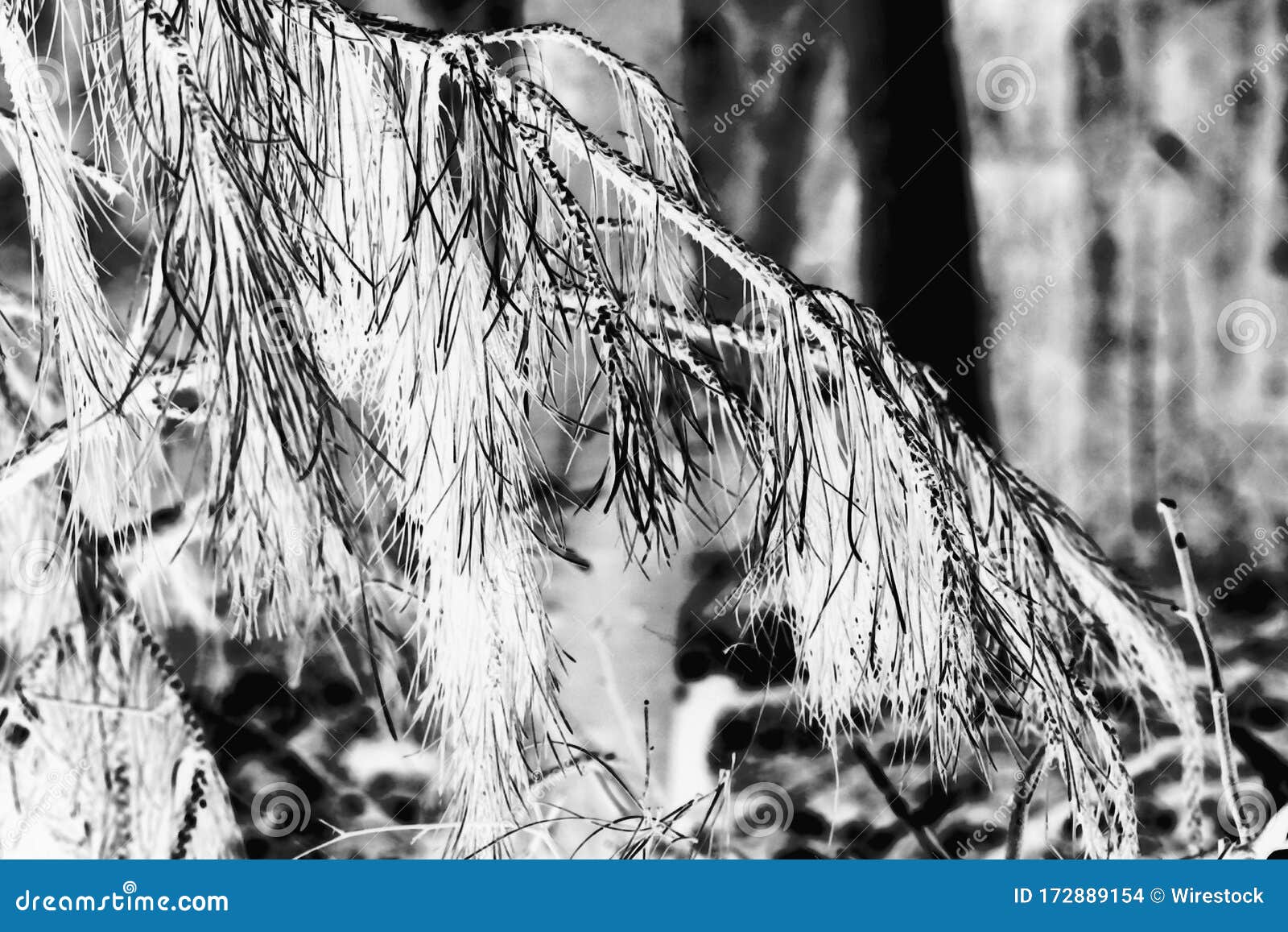 Grayscale Shot of a Tree Branch with White and Black Fibers Stock Photo ...