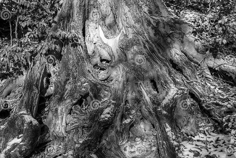 Grayscale Shot of Tree Roots Stock Image - Image of outdoors, tree ...